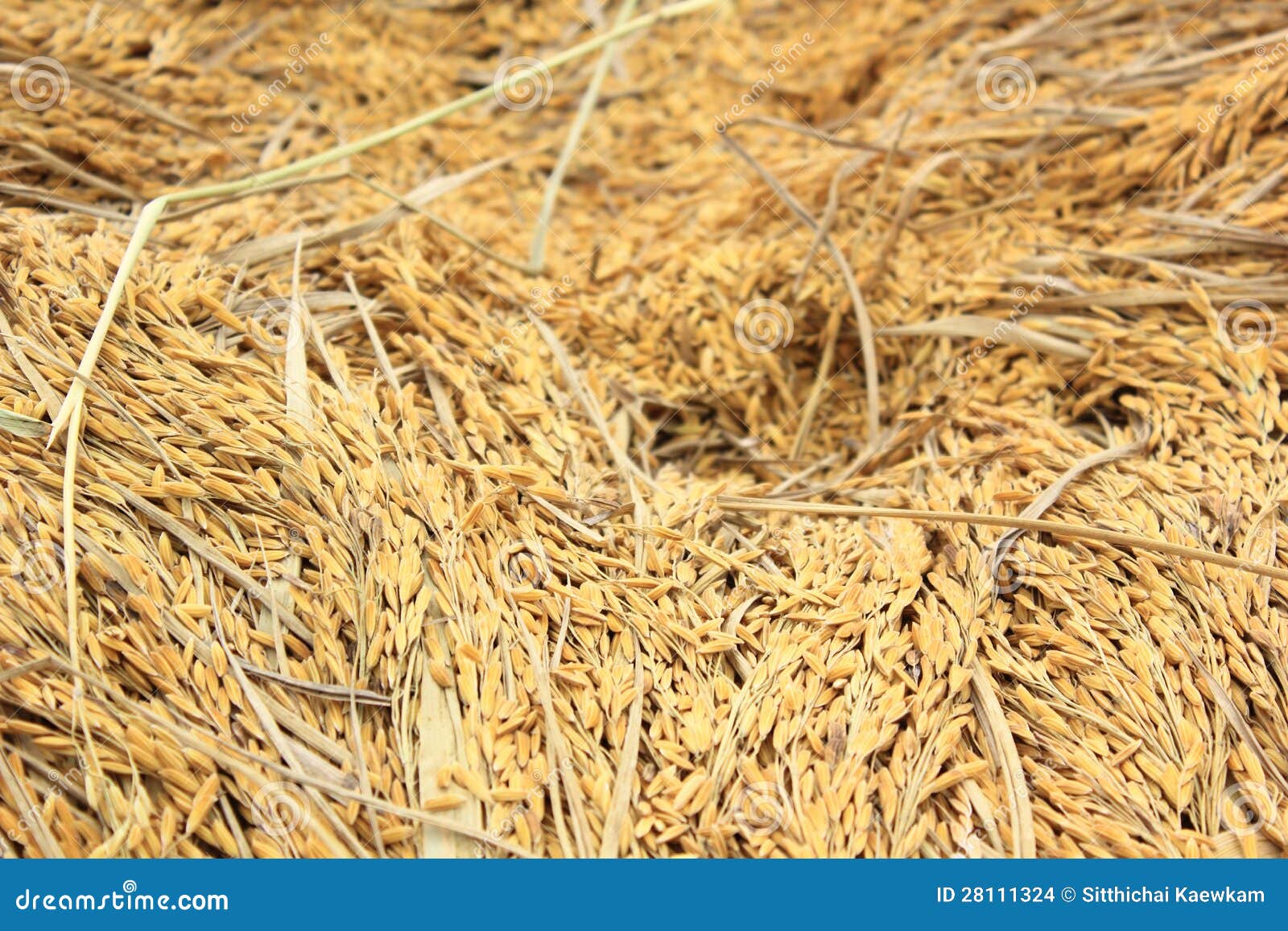 Paddy and straw stock photo. Image of homari, agriculture - 28111324