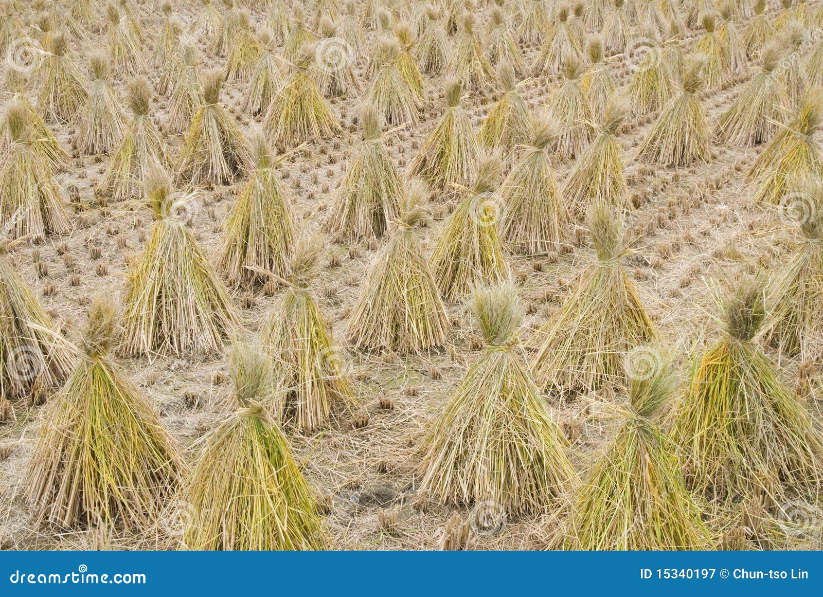 Paddy straw on farmland stock image. Image of grain, handful - 15340197