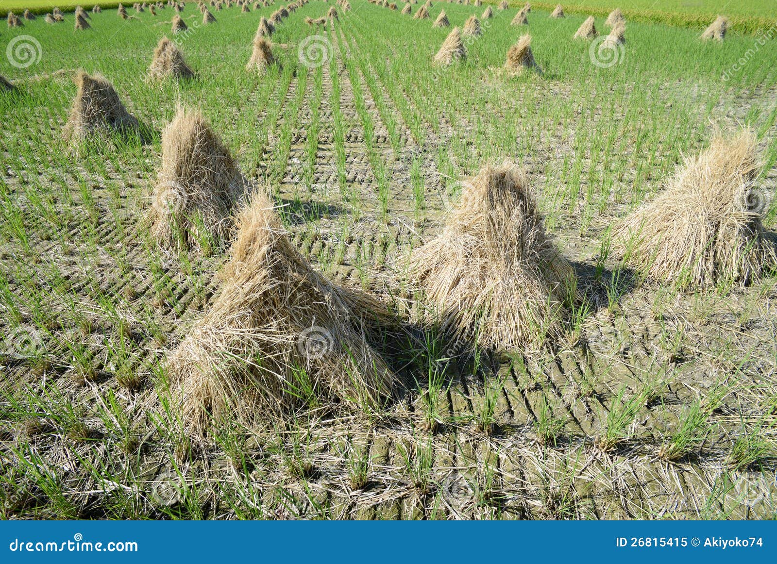 Paddy straw on farmland stock image. Image of golden - 26815415