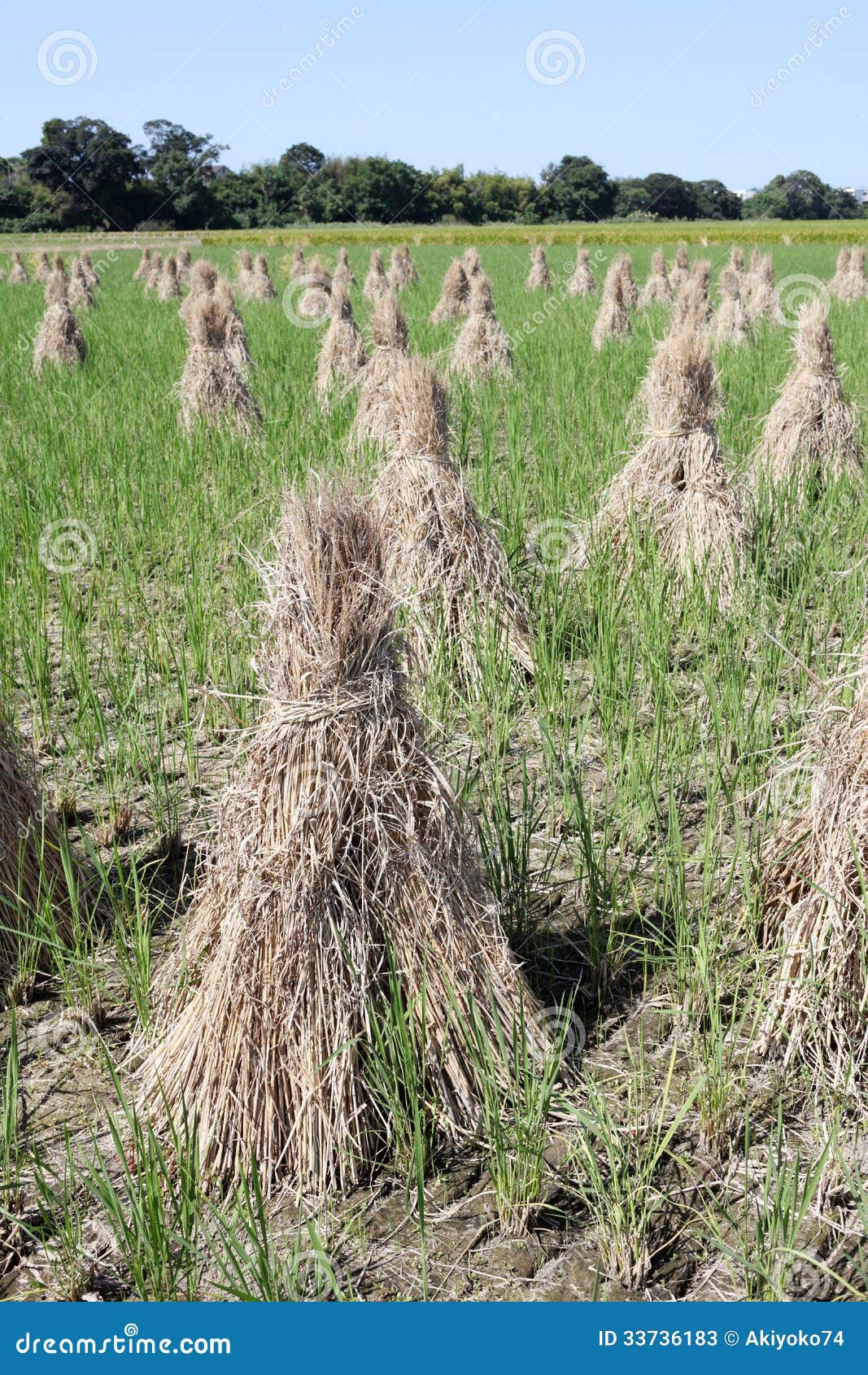 Paddy straw on farmland stock image. Image of fresh, field - 33736183