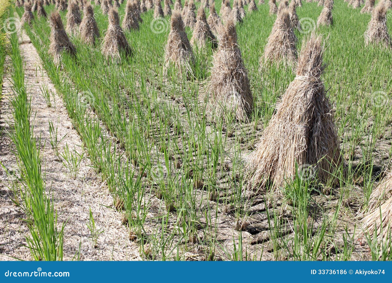 Paddy straw on farmland stock photo. Image of japanese - 33736186