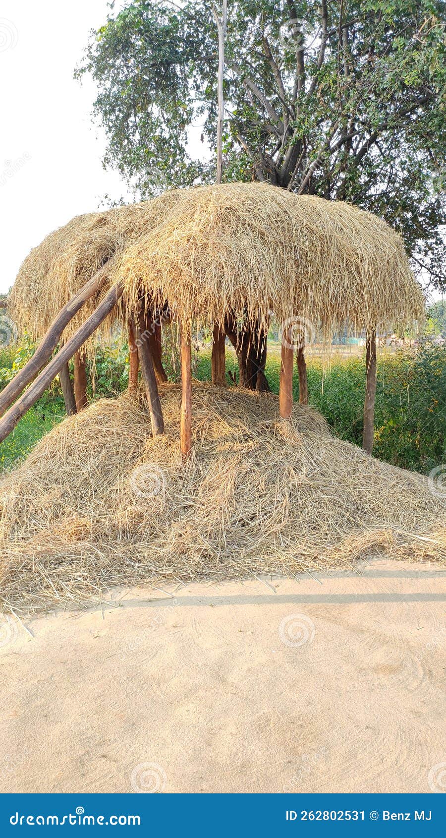 Paddy Straw Kept after Removing Paddy for Cattle Stock Image - Image of ...