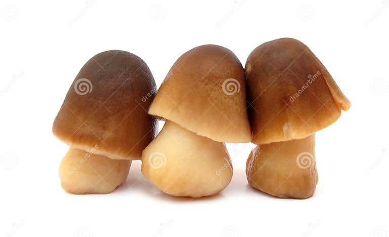 Paddy straw mushrooms stock photo. Image of mushrooms - 10404162