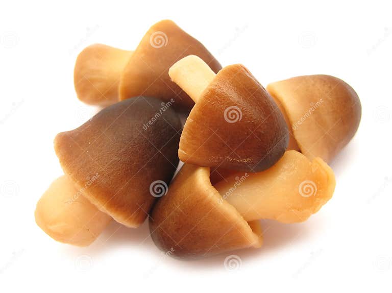 Paddy straw mushrooms stock photo. Image of color, chinese - 10404190
