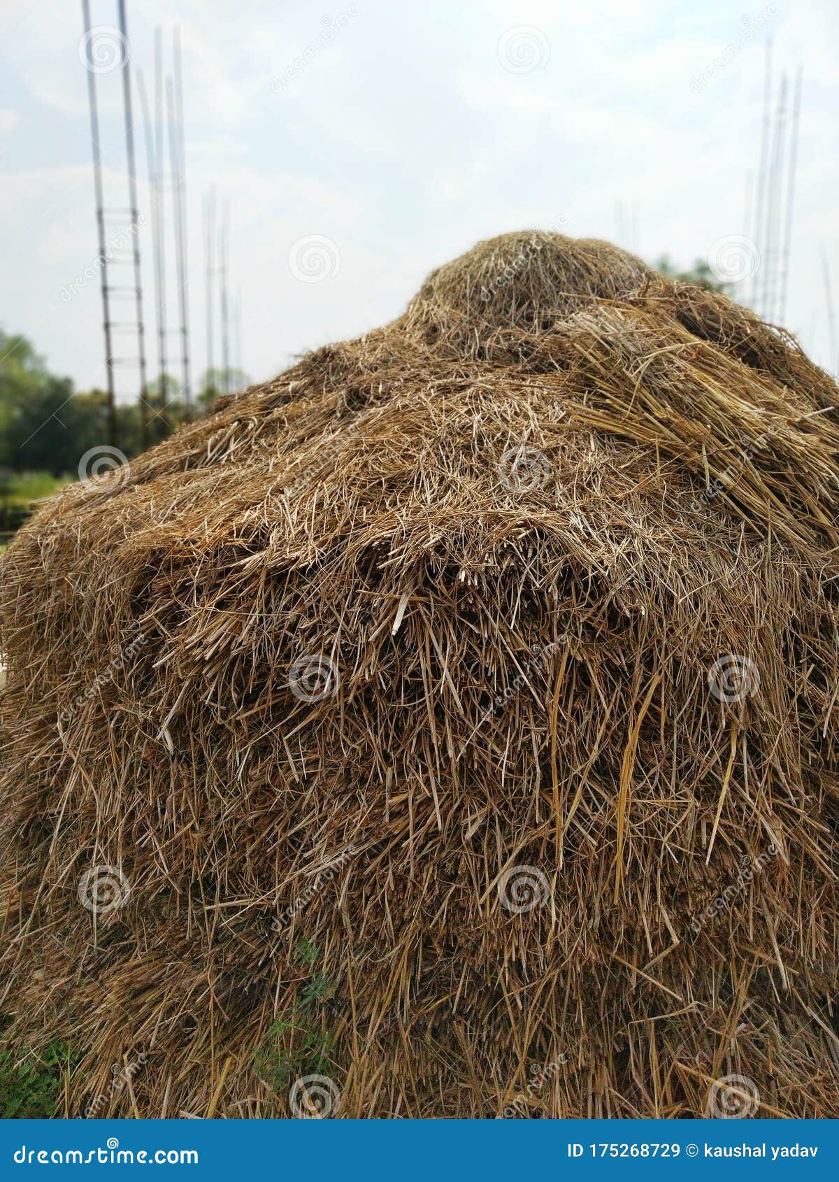 Paddy straw at Village stock image. Image of field, straw - 175268729