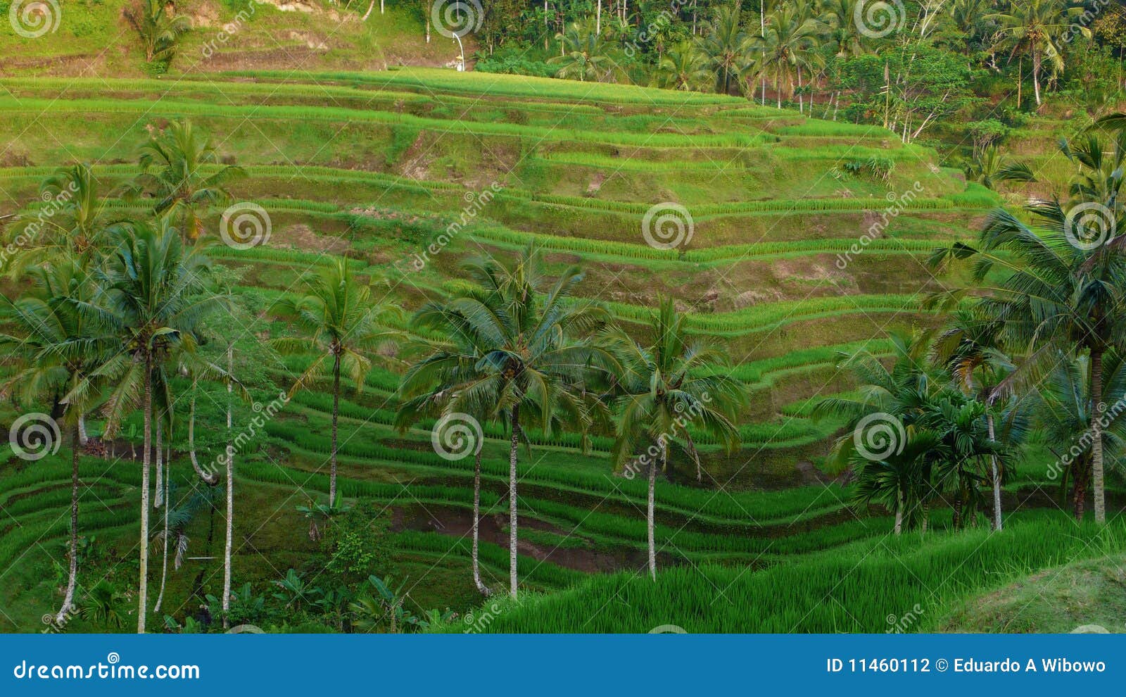 Paddy terrace field stock photo. Image of scenery, tree - 11460112