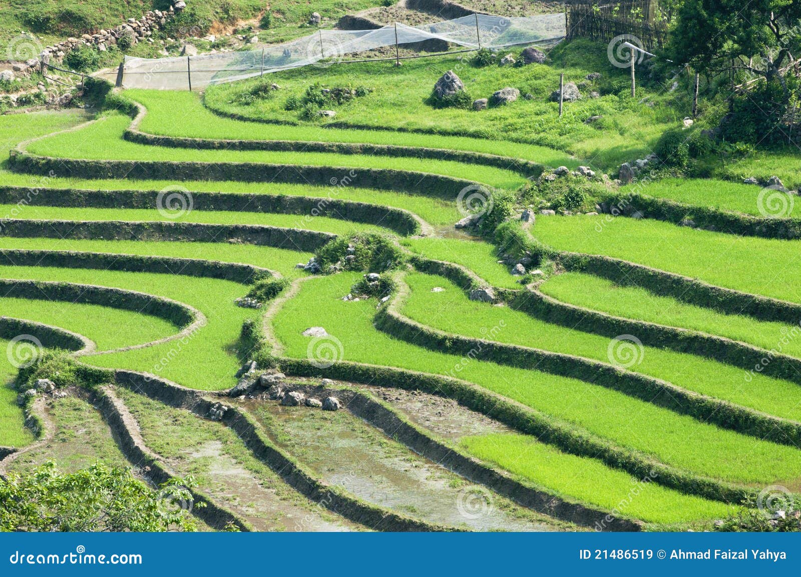 Paddy Terraces in Sapa, Vietnam. Stock Image - Image of green, mountain ...