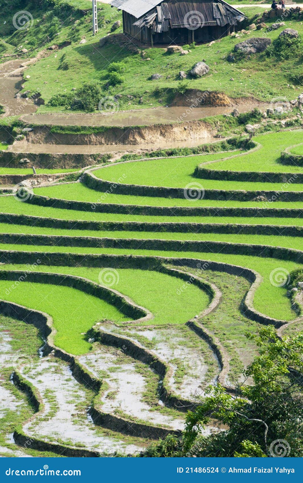 Paddy Terraces in Sapa, Vietnam. Stock Photo - Image of hill ...