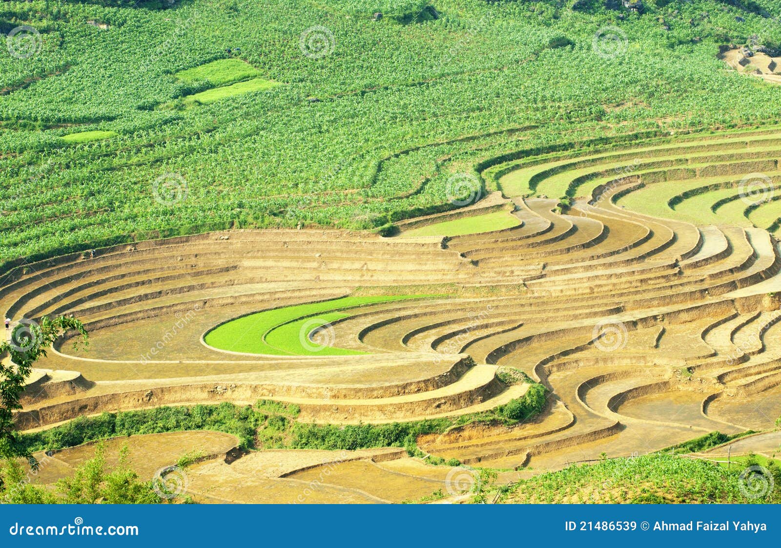 Paddy Terraces in Sapa, Vietnam. Stock Image - Image of hillside, green ...