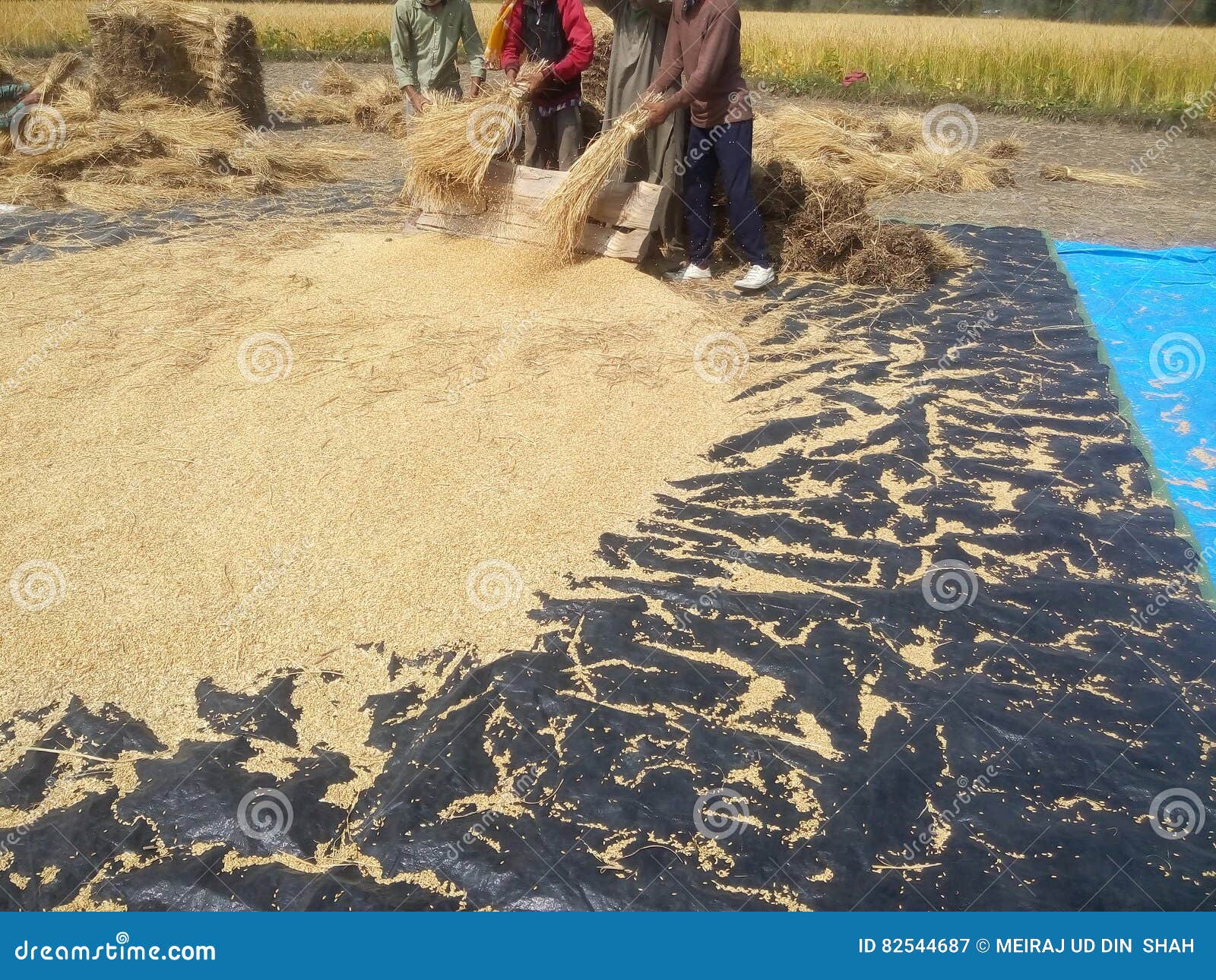 Paddy threshing stock image. Image of fields, place, farmers - 82544687