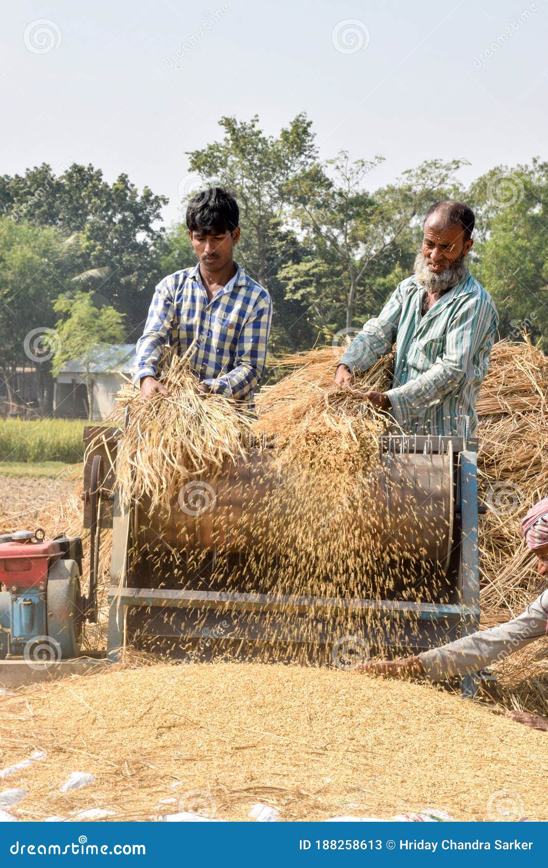 Paddy Thrusting with Traditionally Made Thruster Macing Editorial Stock ...