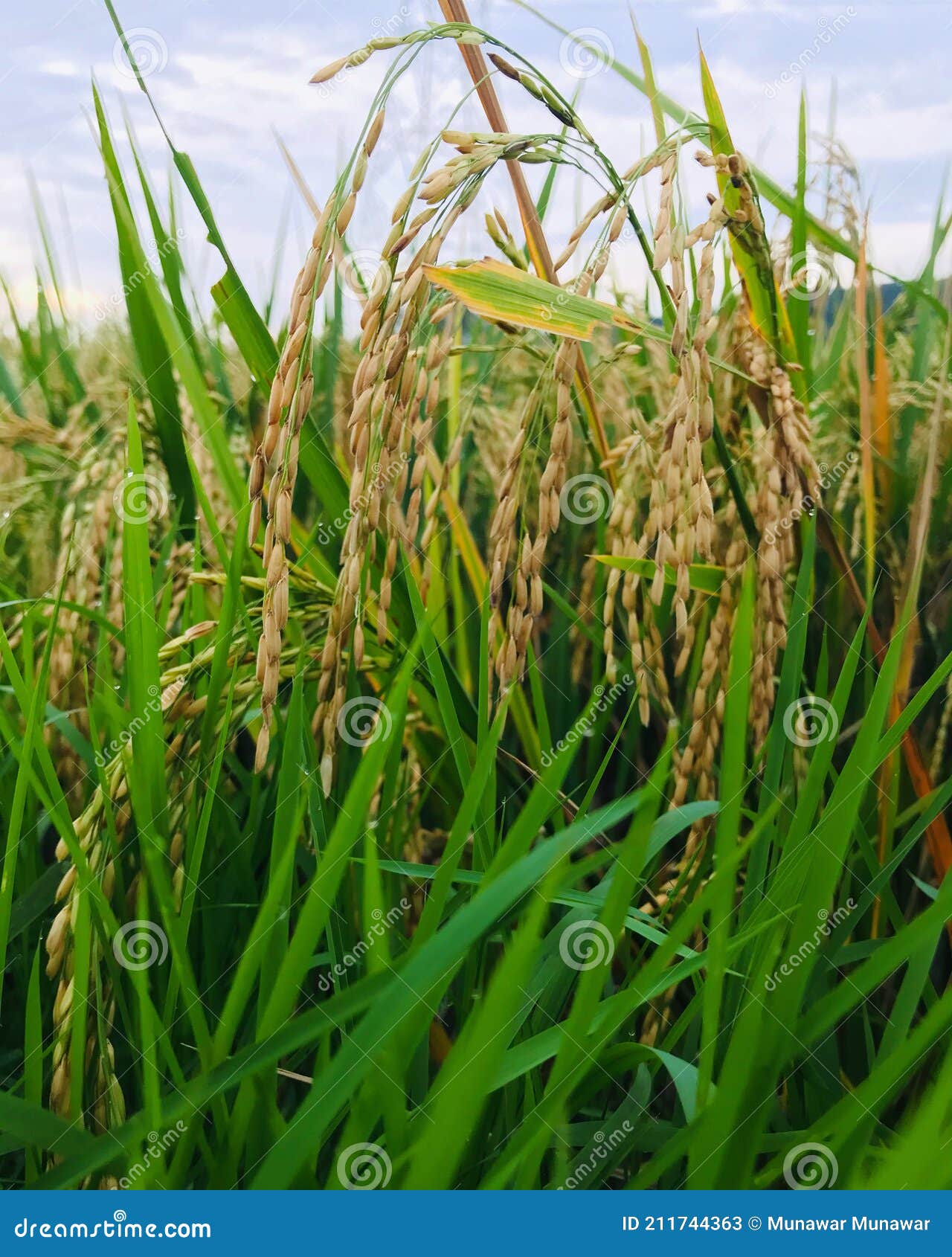Paddy stock image. Image of rice, agriculture, ricefield - 211744363