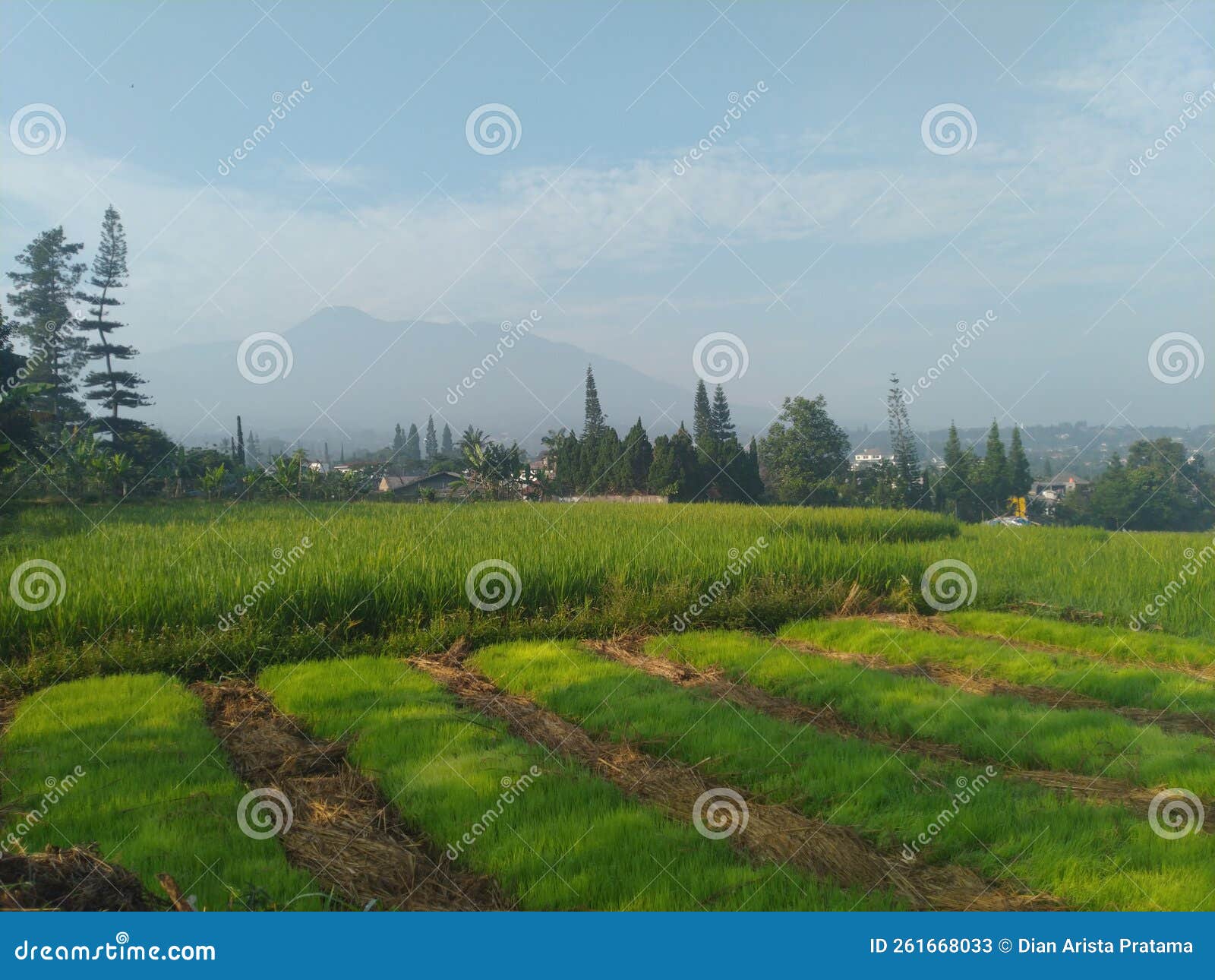 Paddy Tree Expanse stock image. Image of agriculture - 261668033