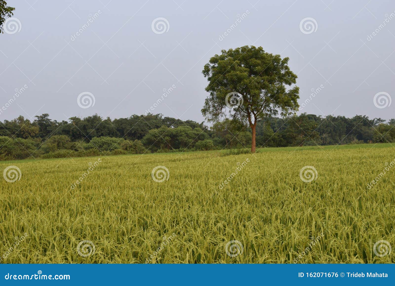 Paddy Tree Farming in India or Out Door Paddy Farming Stock Photo ...
