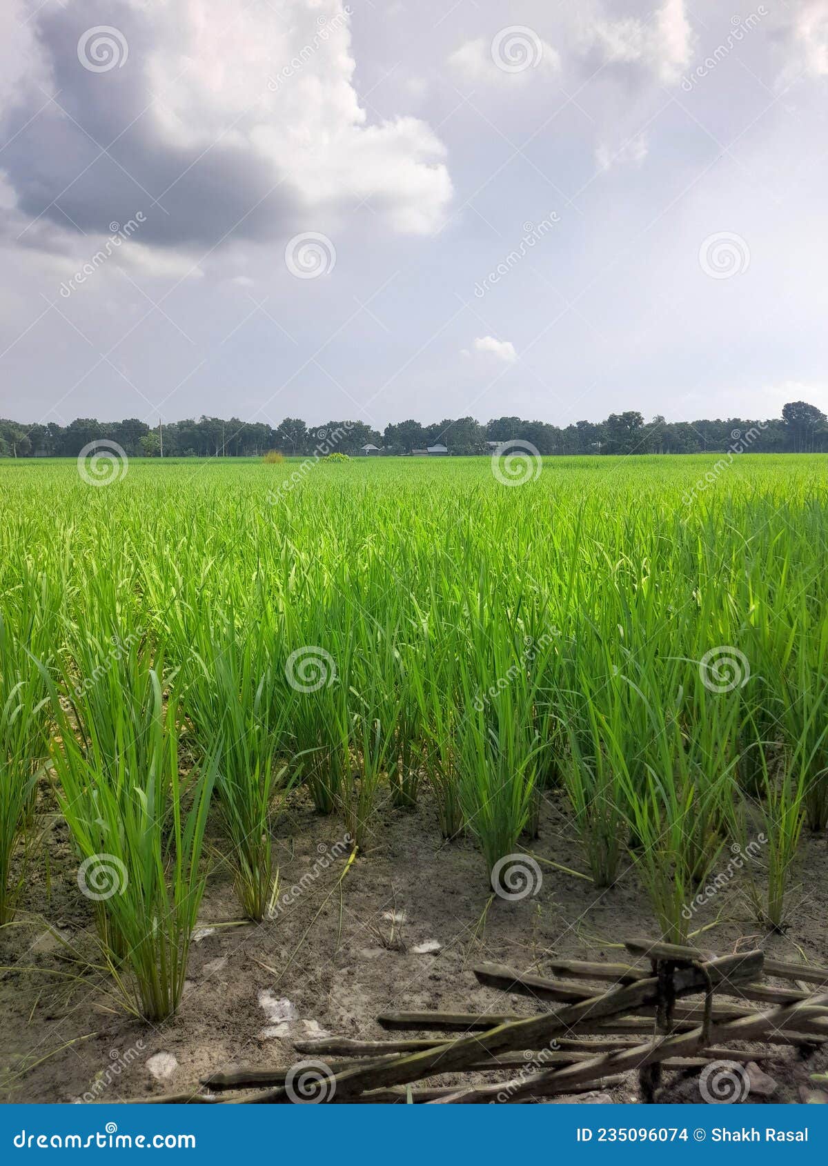 Paddy Tree Farming In India Or Out Door Paddy Farming Stock Photo ...
