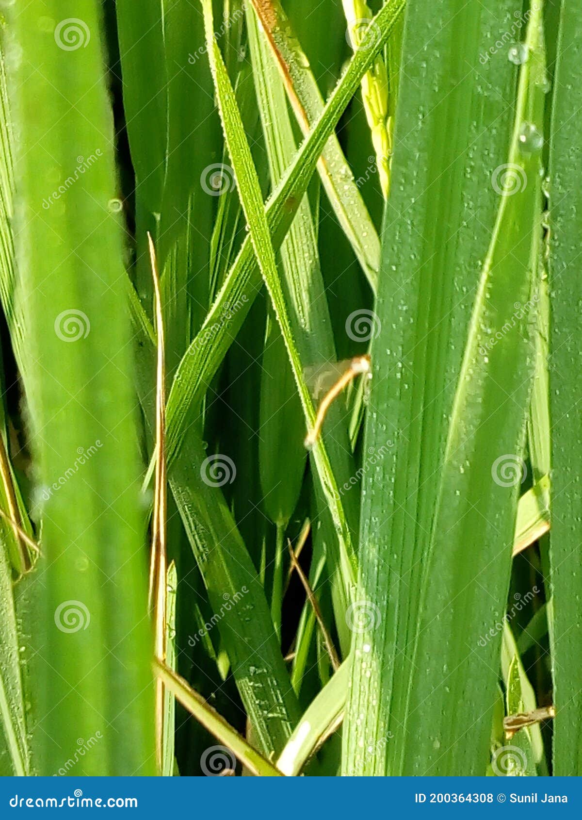 Paddy Tree Leaf with Small Butterfly Stock Photo - Image of paddy ...