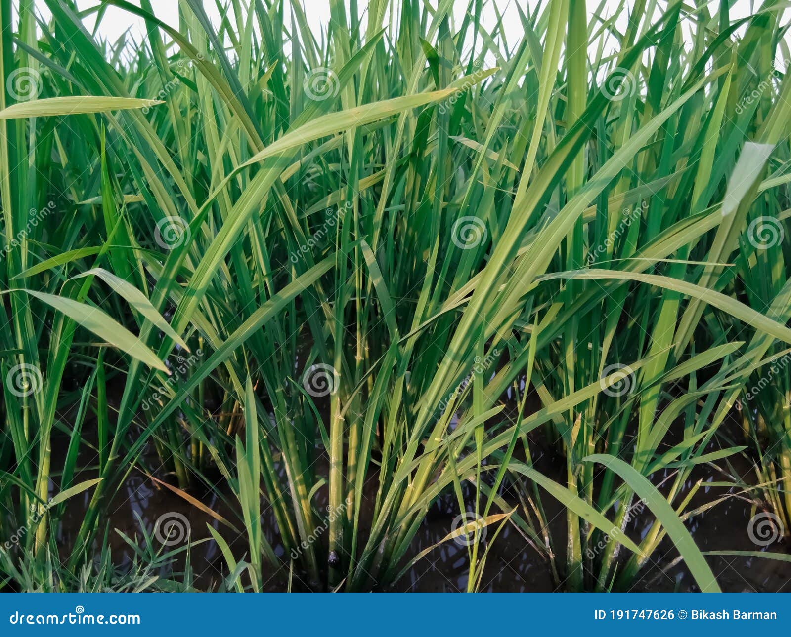 The Paddy Tree is Now Green, with Large Rice Fields. Stock Photo ...