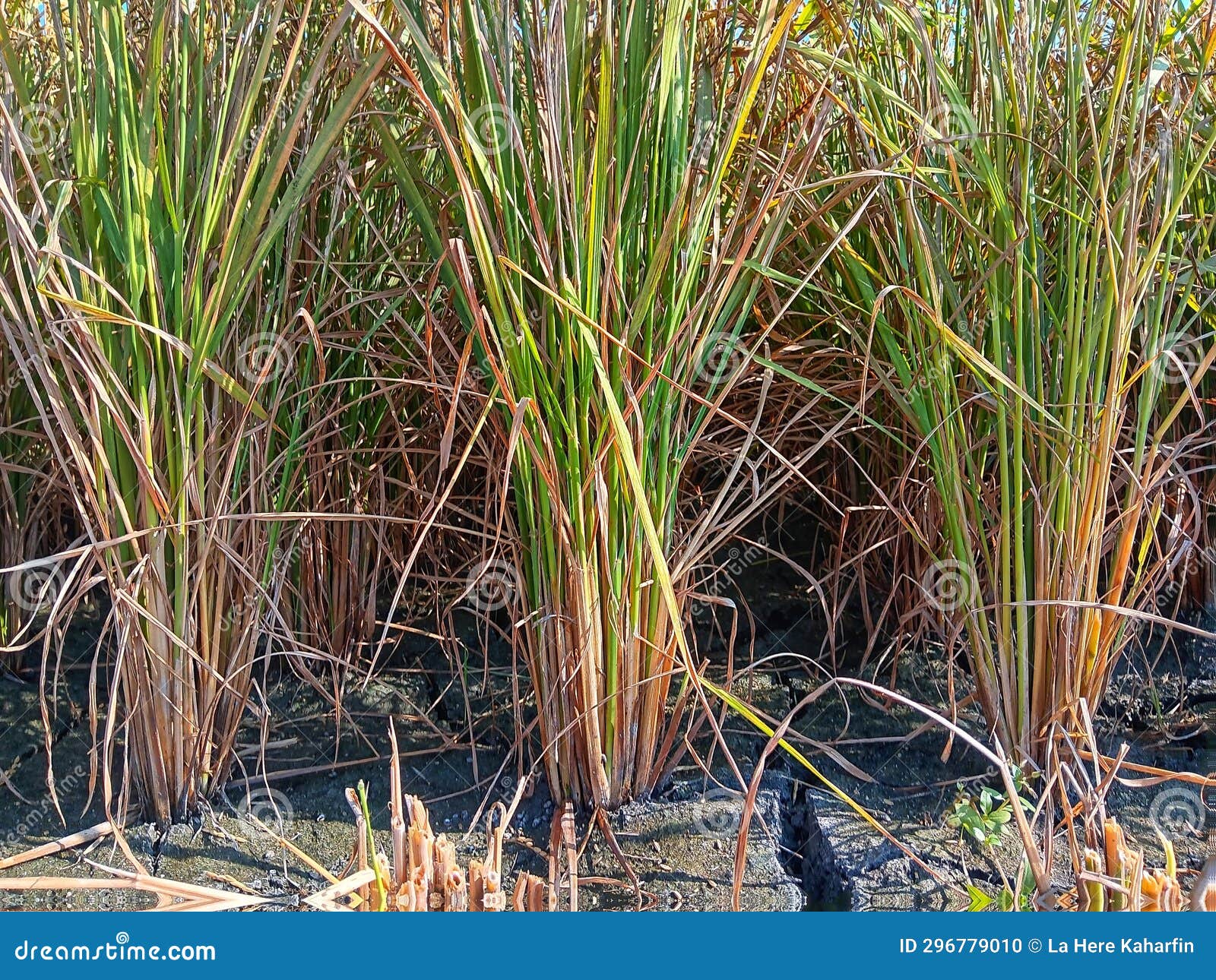 Paddy Tree Ready To Harvest Stock Photo - Image of green, brown: 296779010