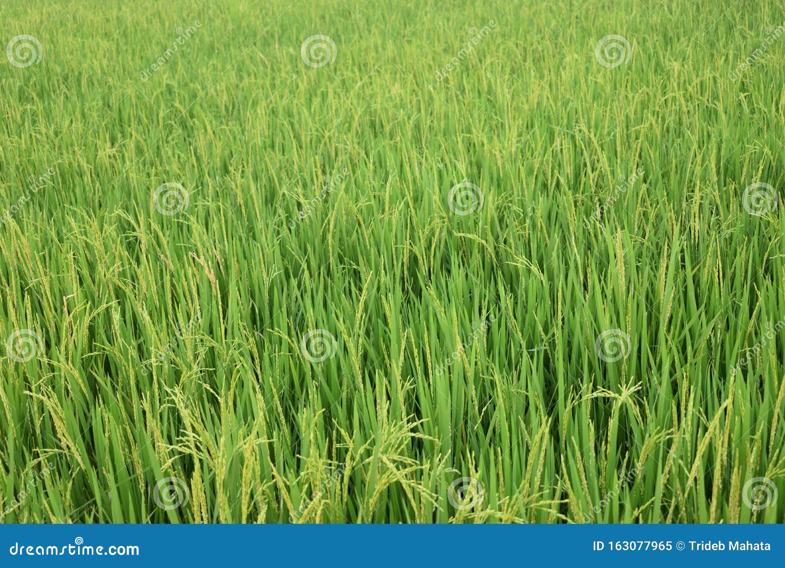Paddy Tree Under Out Door or Green Paddy Farming. Stock Image - Image ...