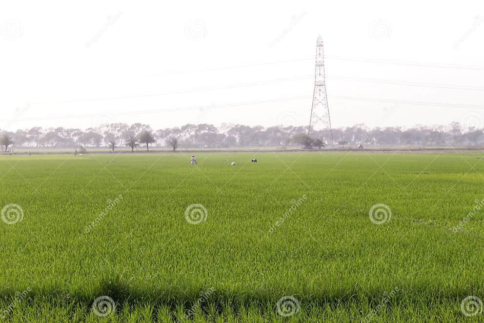 These are Paddy trees. stock image. Image of trees, outdoor - 174910215