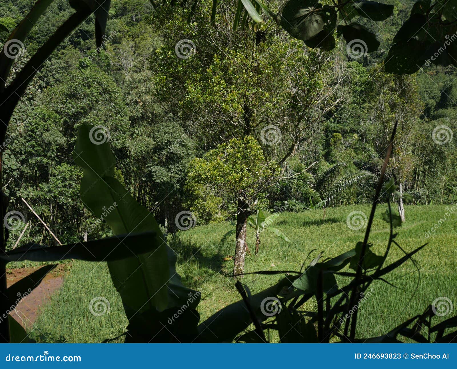 Paddy and Trees in the Village Area in Indonesia Stock Image - Image of ...