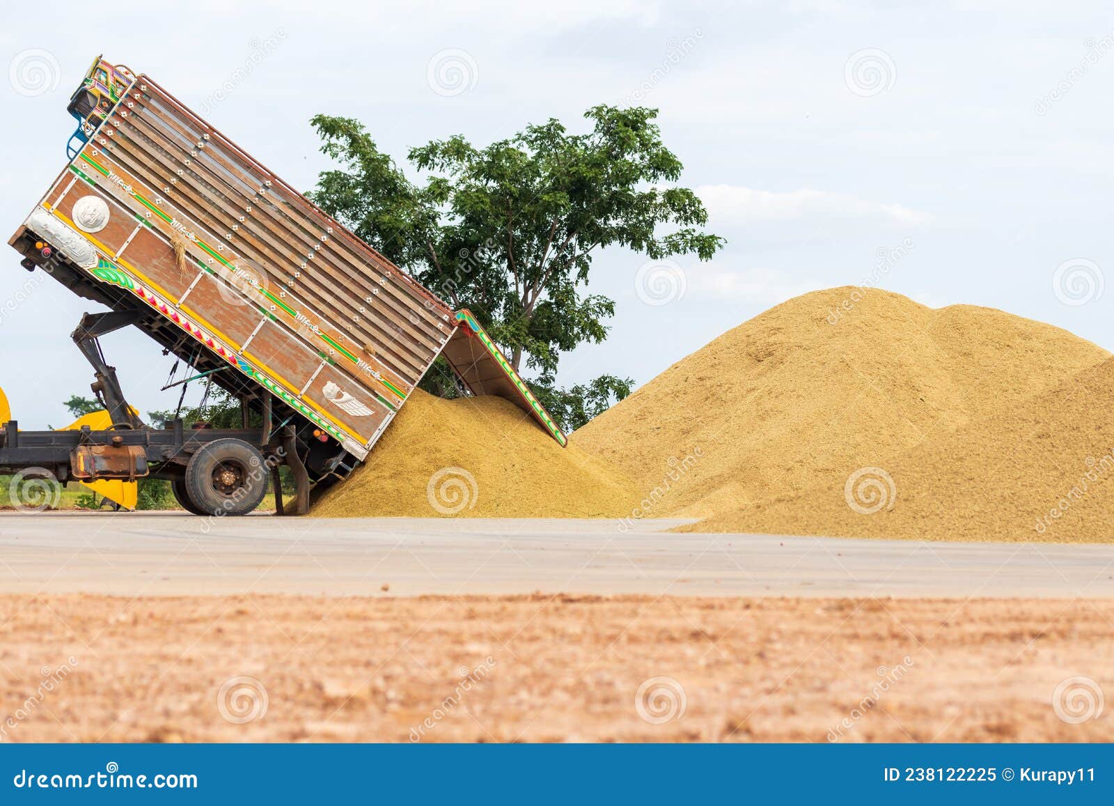 Paddy Trucks are Pouring in Farming Yard Stock Image - Image of ...
