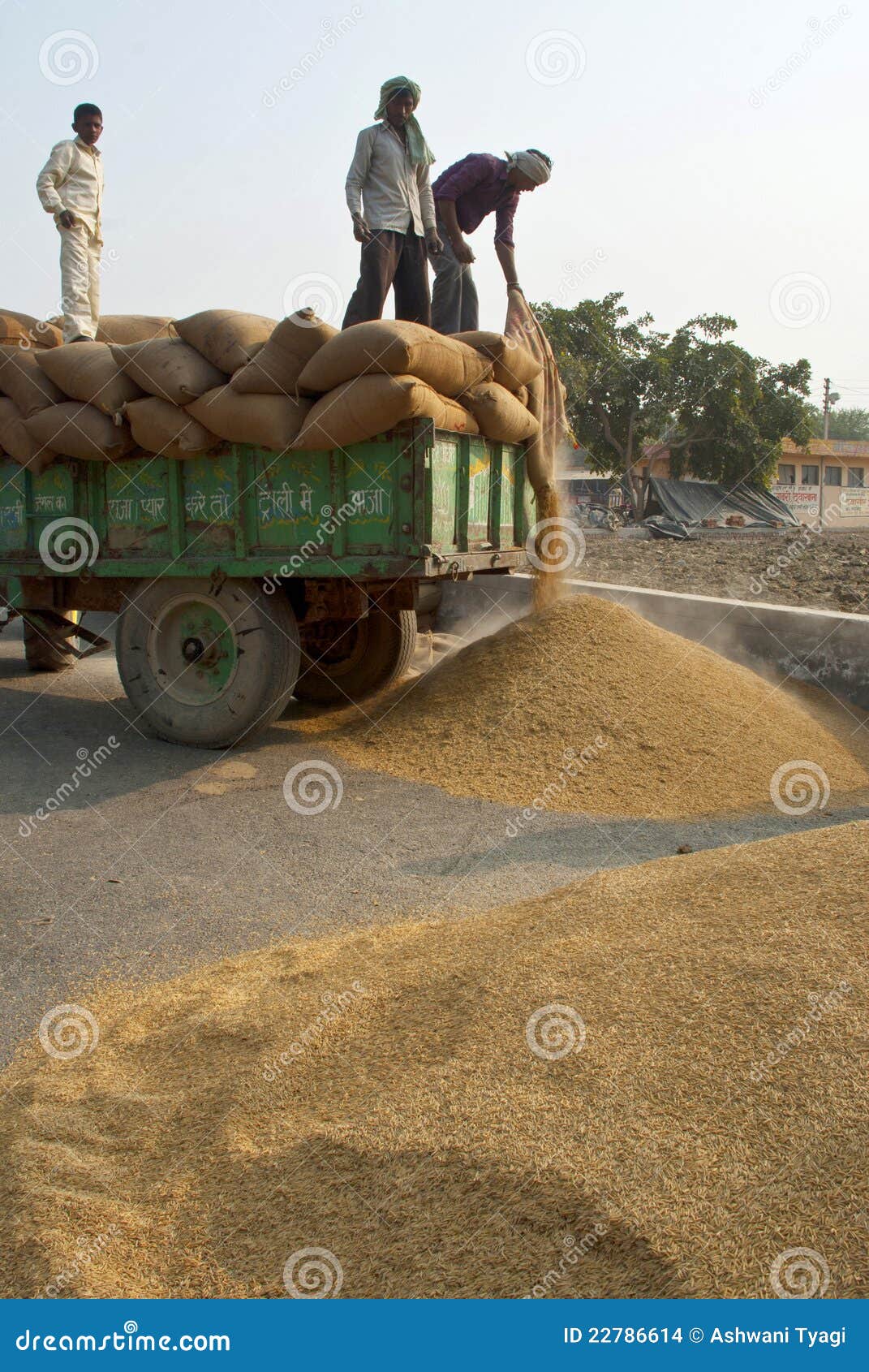 Paddy unloading editorial stock image. Image of agriculture - 22786614