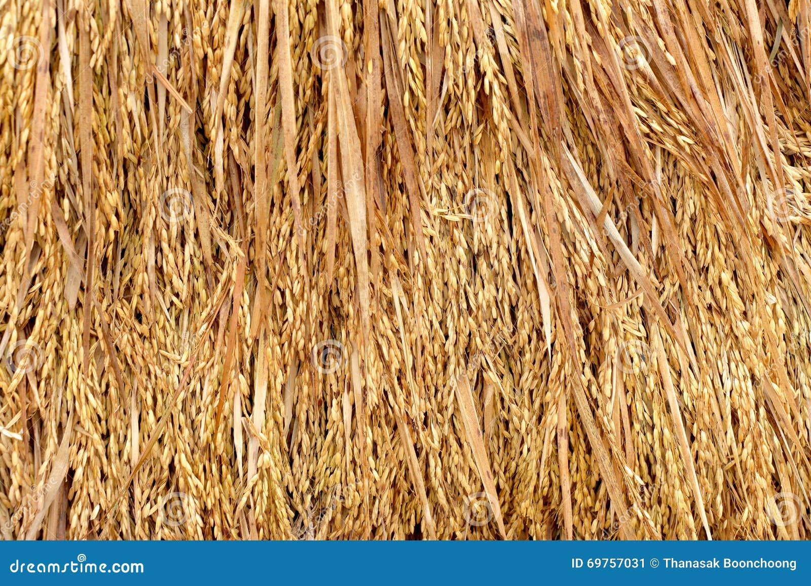 Paddy, unmilled rice. stock image. Image of field, bundle - 69757031