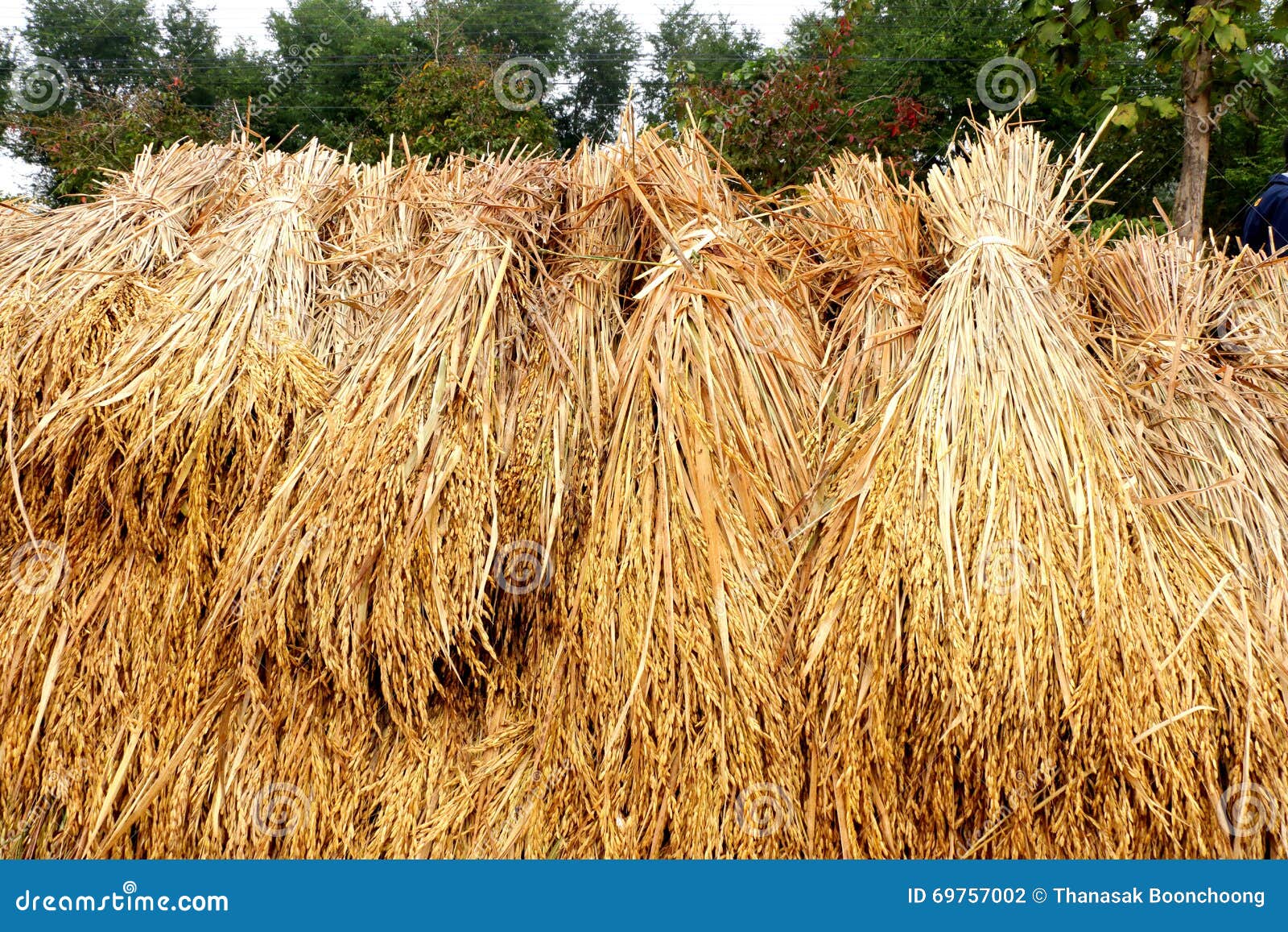 Paddy, Unmilled Rice, Bundle of Rice. Stock Photo - Image of ...