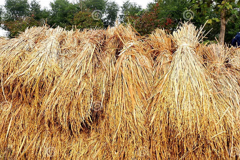 Paddy, Unmilled Rice, Bundle of Rice. Stock Photo - Image of ...
