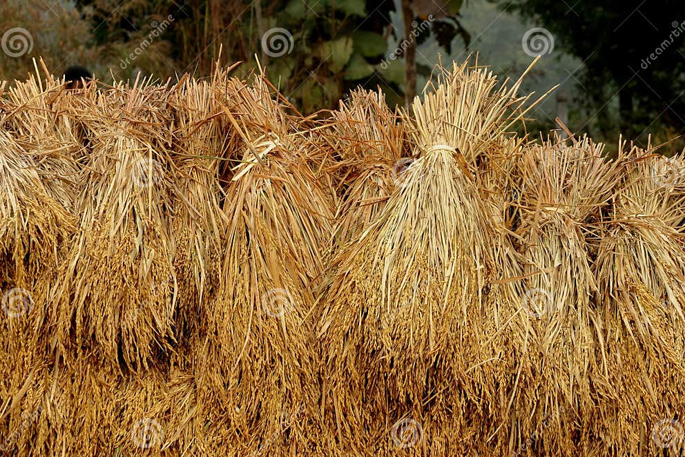 Paddy, Unmilled Rice, Bundle of Rice. Stock Photo - Image of full ...