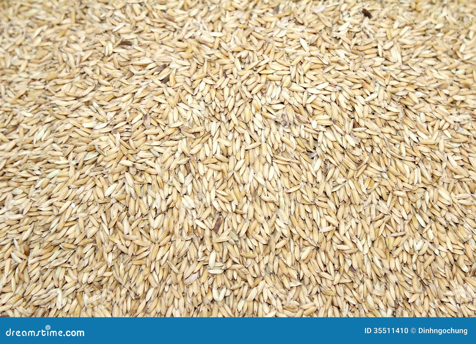 Paddy in Vietnam. Cook the Rice Stock Photo - Image of harvest, cook ...