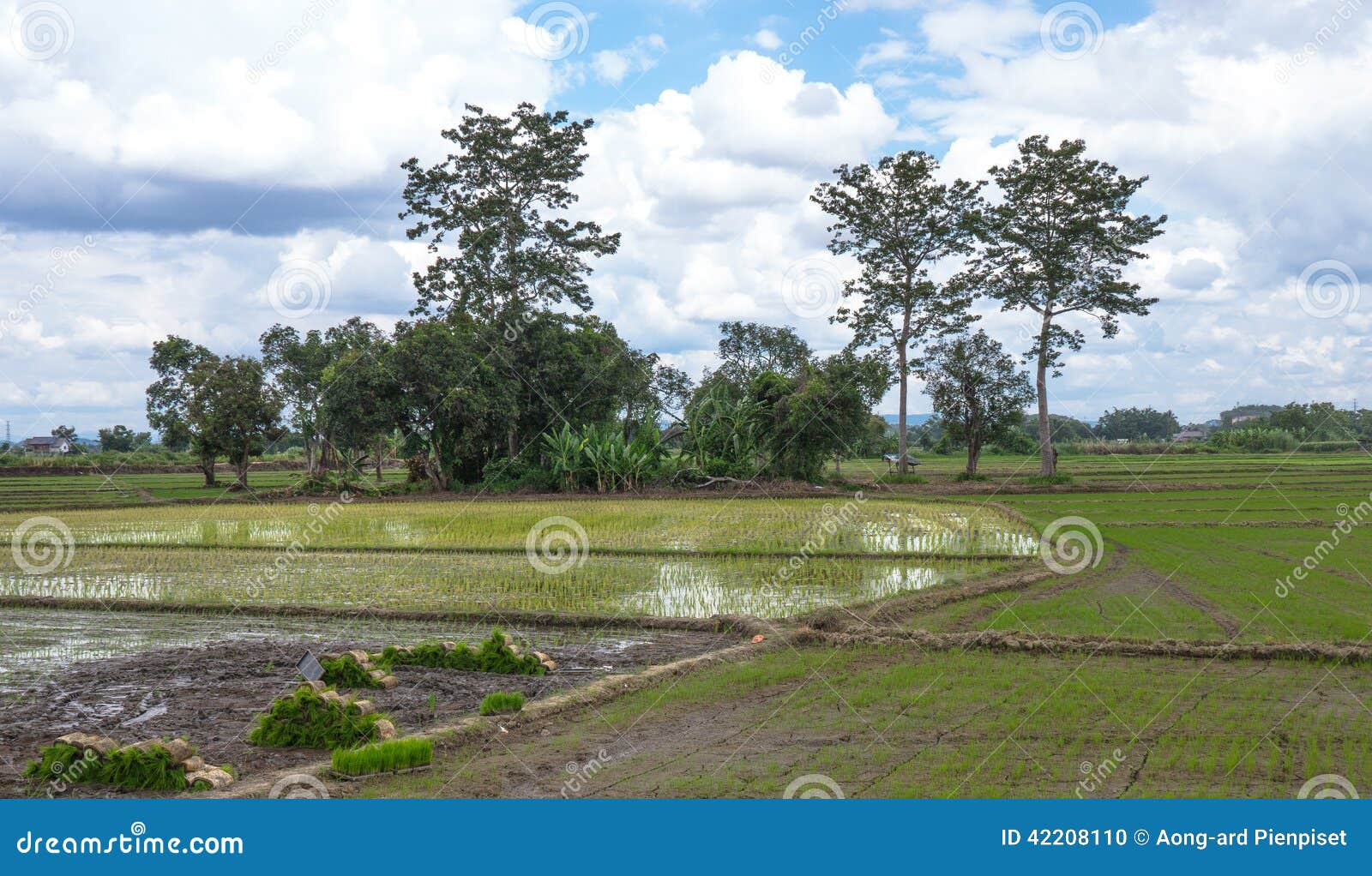 Paddy view stock photo. Image of green, background, leaf - 42208110