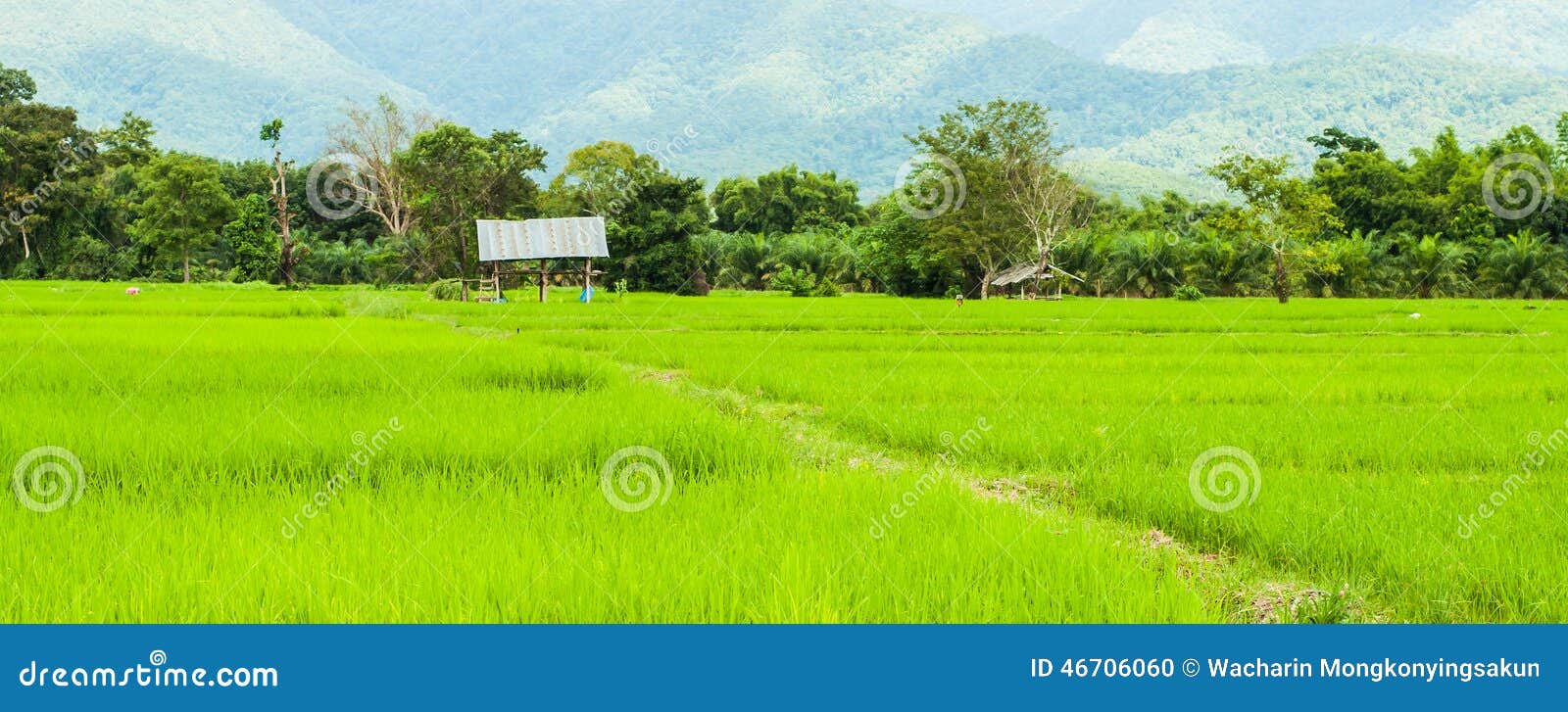 Paddy view stock photo. Image of farmland, growing, asia - 46706060