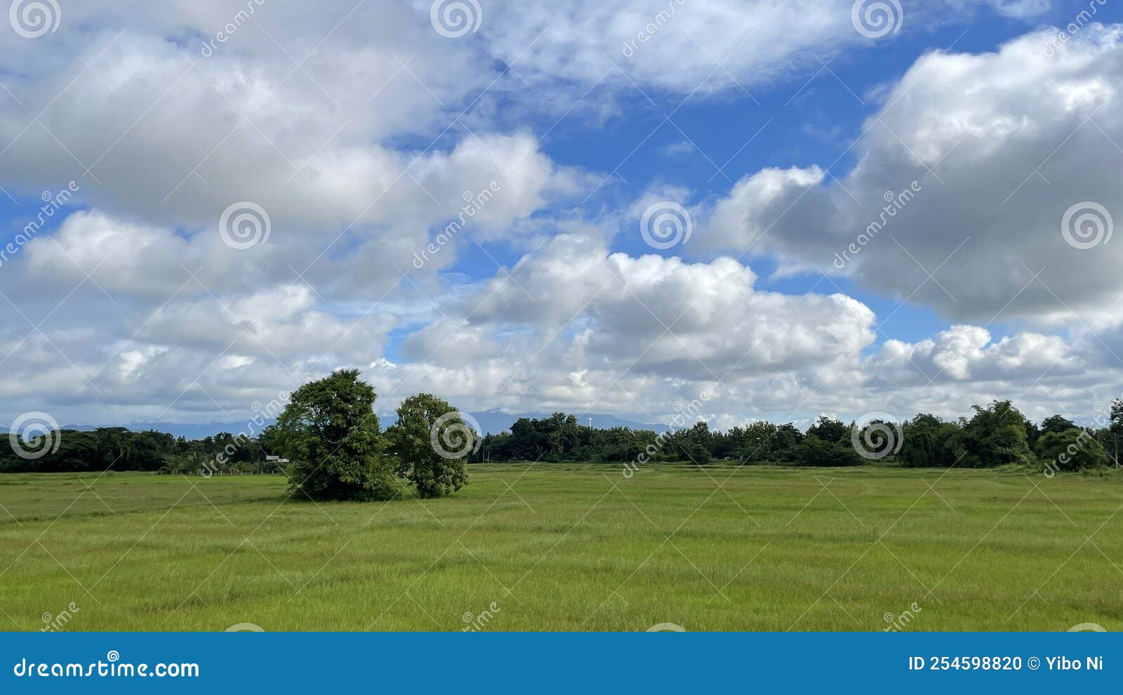 Paddy View Under the Blue Sky with Clouds in Chiang Mai Stock Photo ...