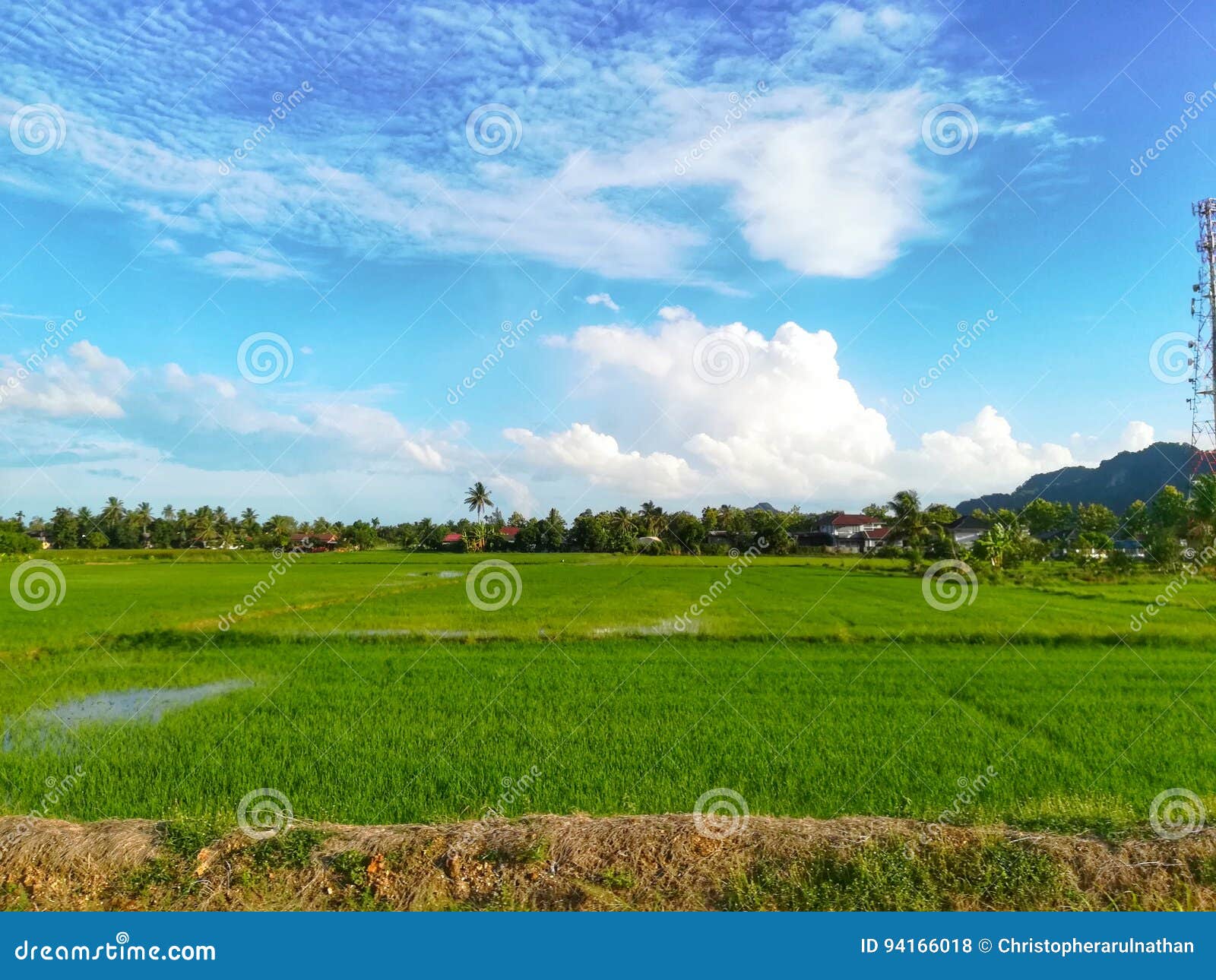 Paddy view stock photo. Image of view, wangulu, perlis - 94166018