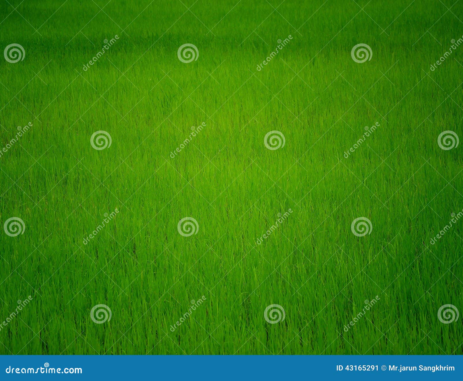 Paddy stock image. Image of farming, thailand, landscape - 43165291