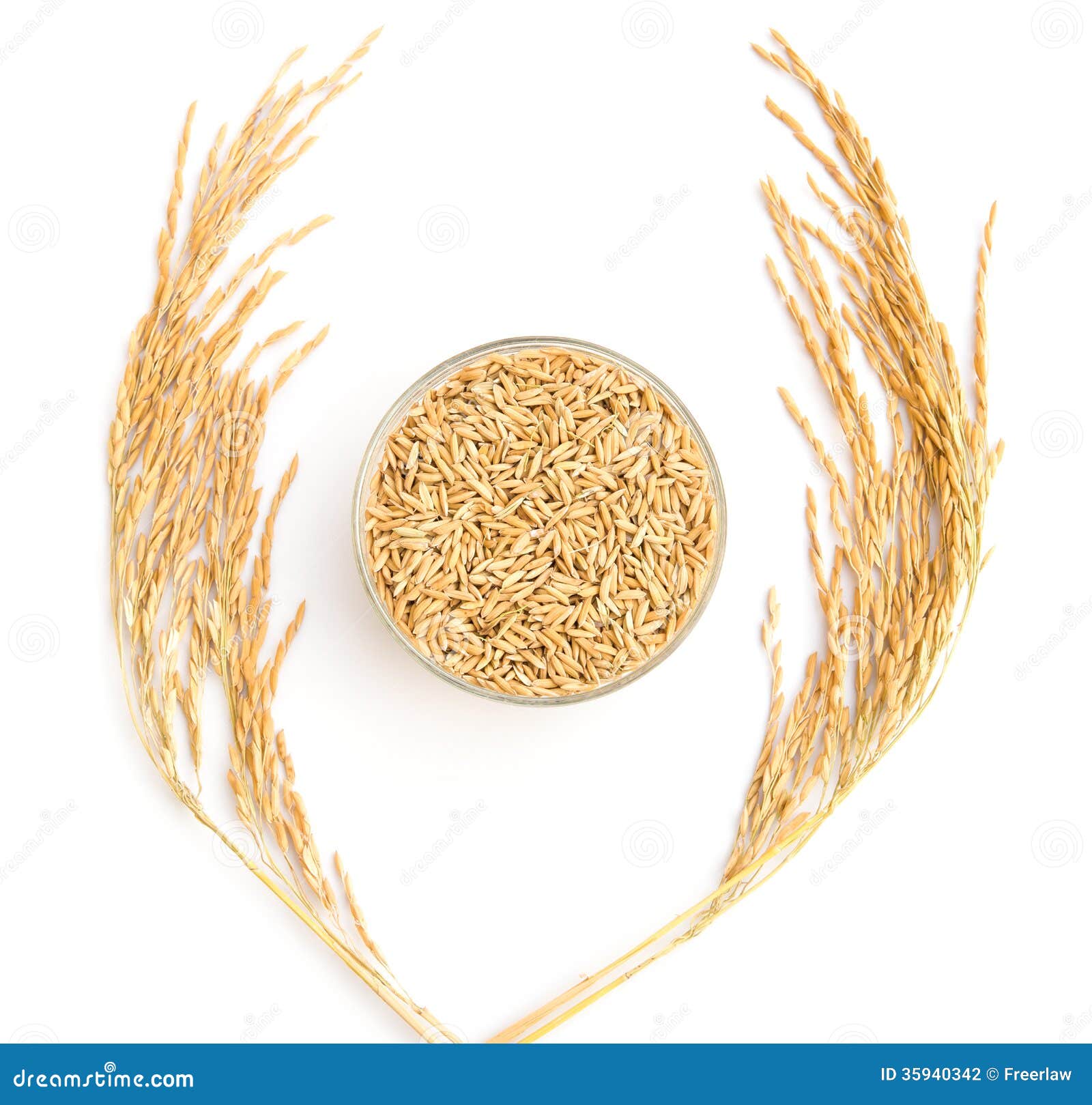 Paddy stock photo. Image of reaping, healthy, cereal - 35940342