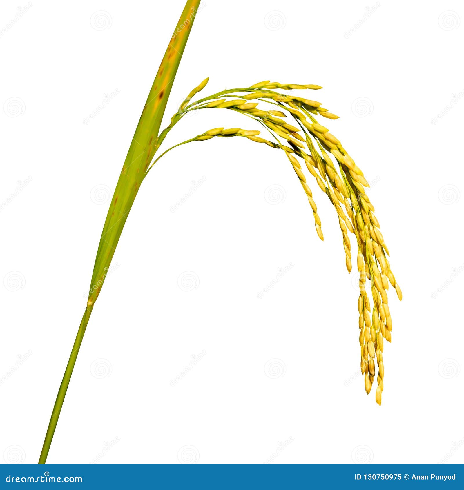 Paddy Yellow Rice Plant Isolate on White Background Stock Image - Image ...
