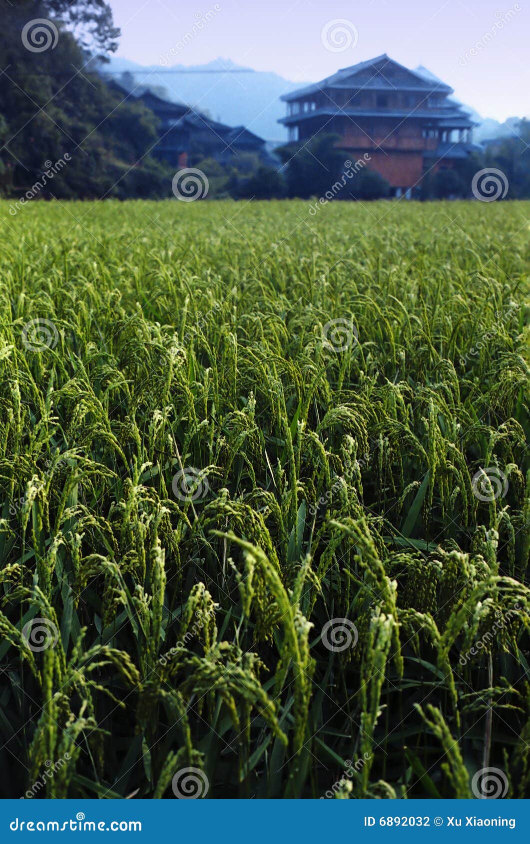 Paddyfield stock photo. Image of food, tree, rice, farmland - 6892032