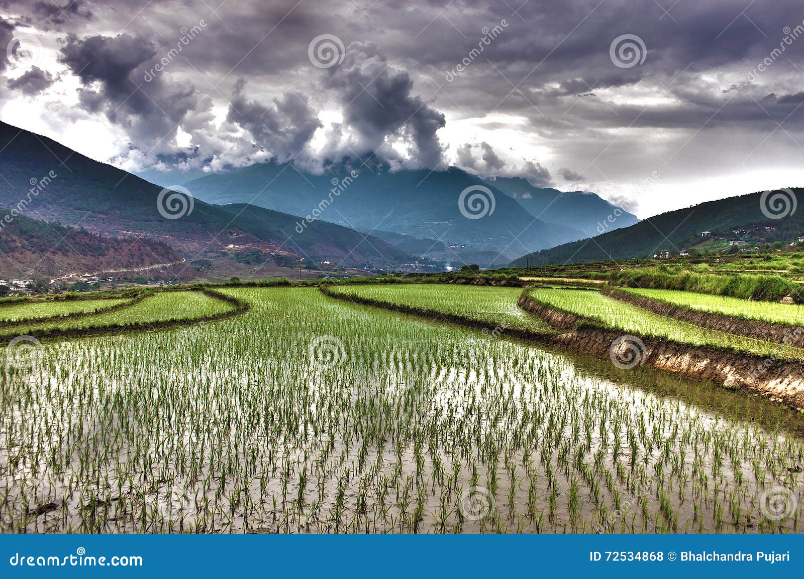 Paddyfields on the Hillside Stock Photo - Image of paddyfields ...