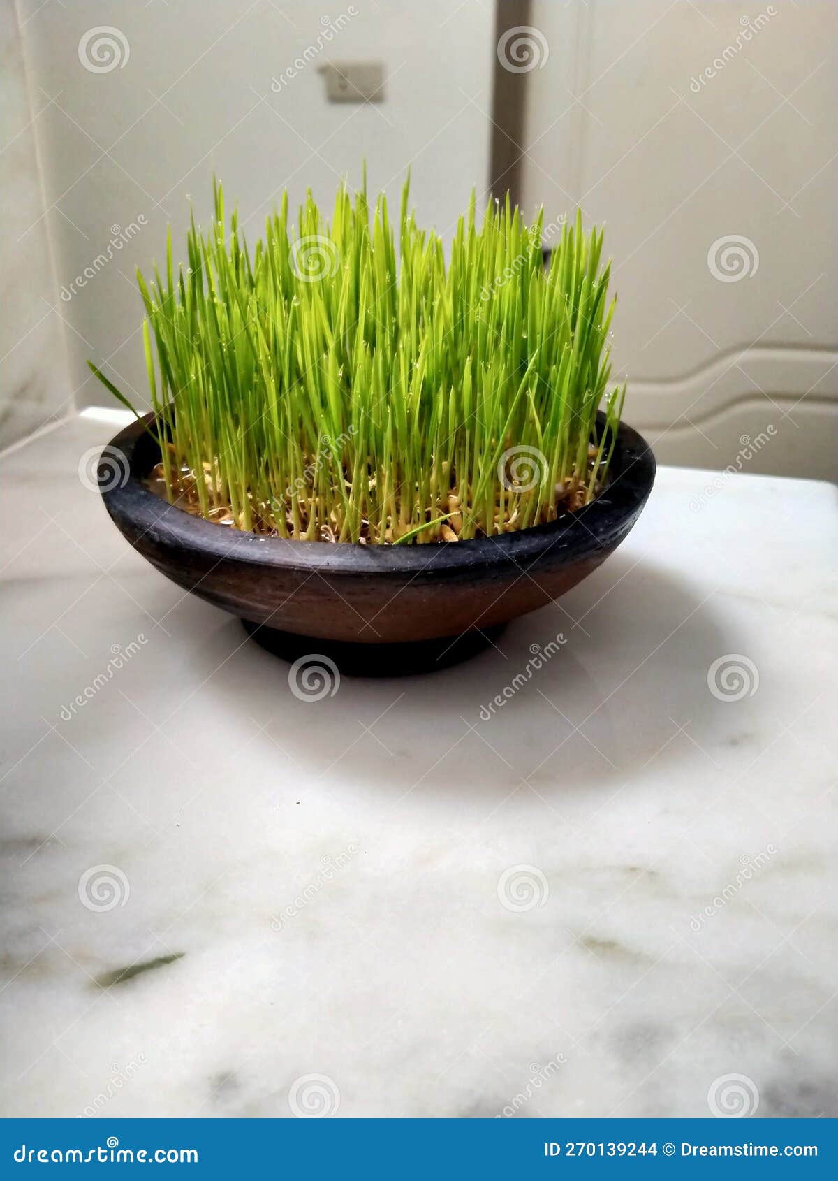 Padee Stock Photos - Free & Royalty-Free Stock Photos from Dreamstime