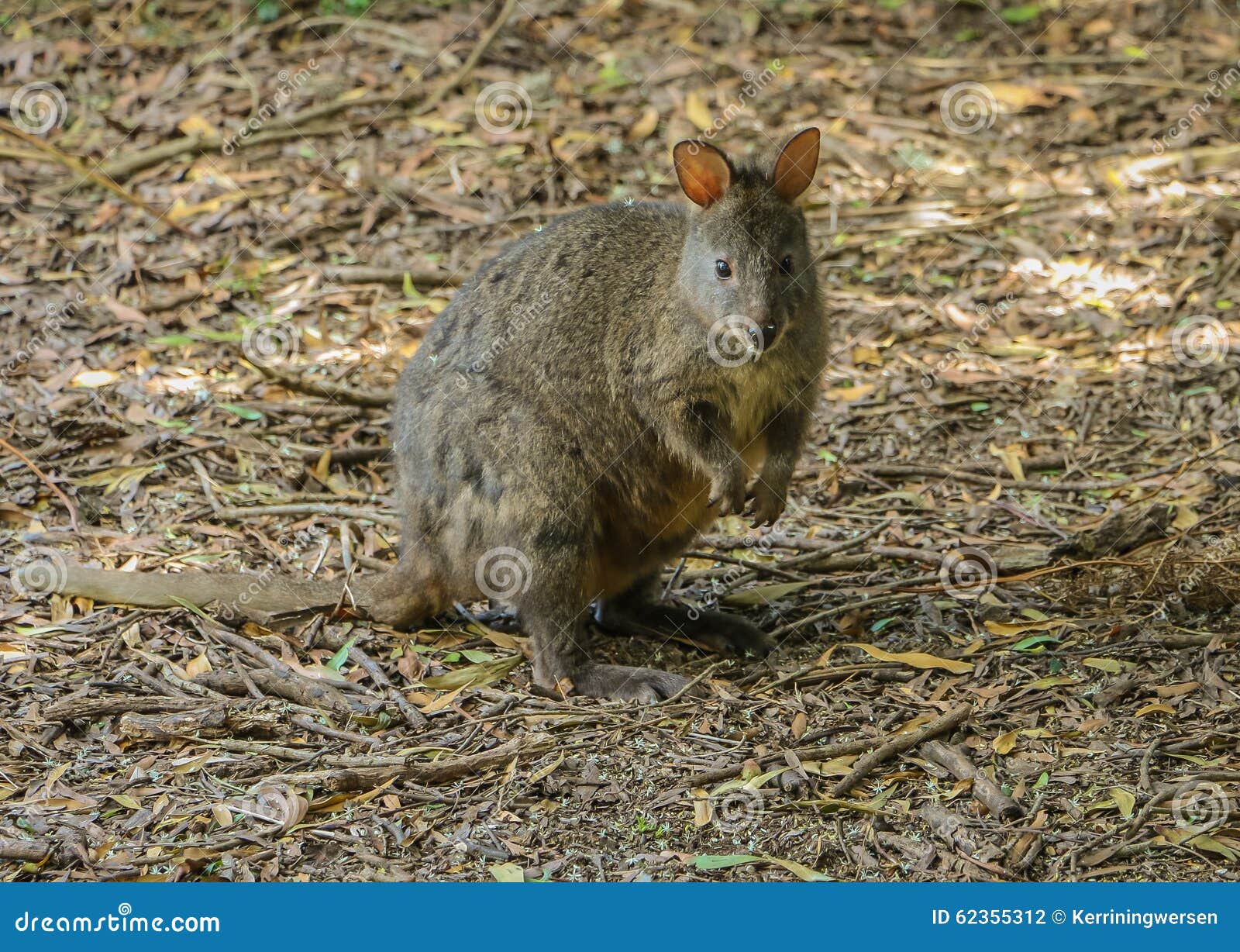 Pademelon small marsupial stock photo. Image of pademelon - 62355312