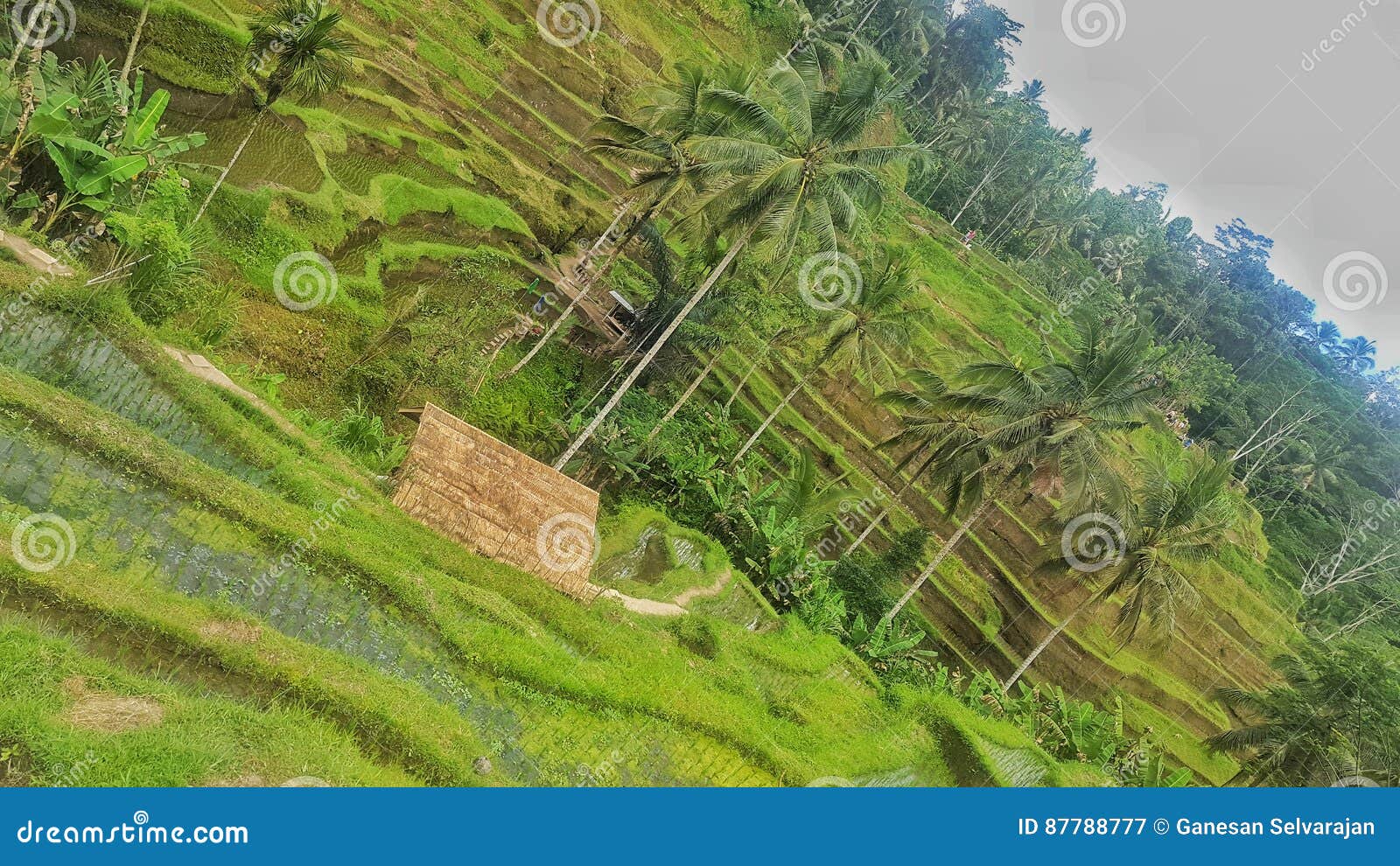 Padi Bukit Stock Photos - Free & Royalty-Free Stock Photos from Dreamstime