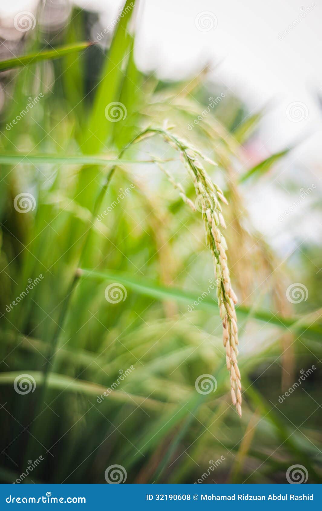 Padi stock photo. Image of stilllife, industry, ripe - 32190608