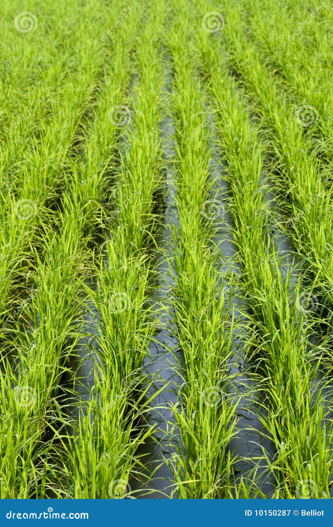 Padi Field stock image. Image of morning, sweat, agriculture - 10150287
