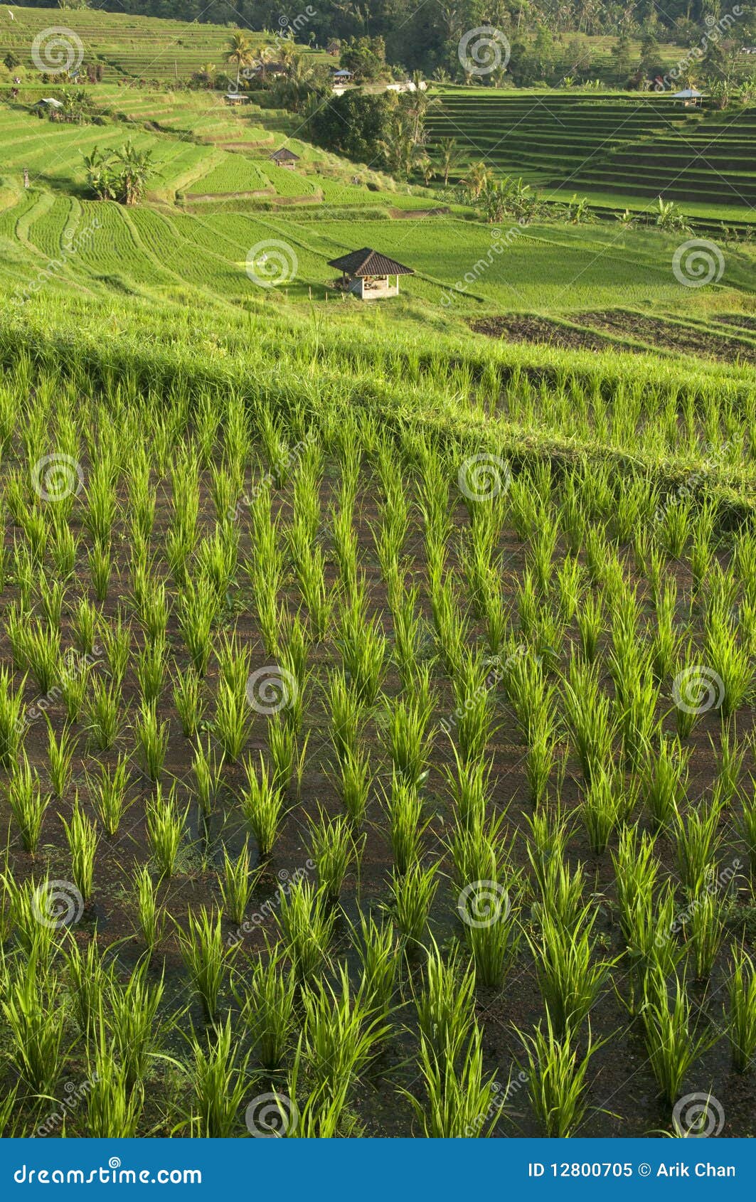Padi field stock image. Image of food, field, step, morning - 12800705