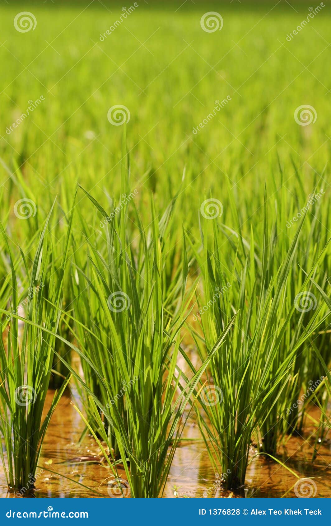 Padi Field stock photo. Image of village, sarawak, malaysia - 1376828