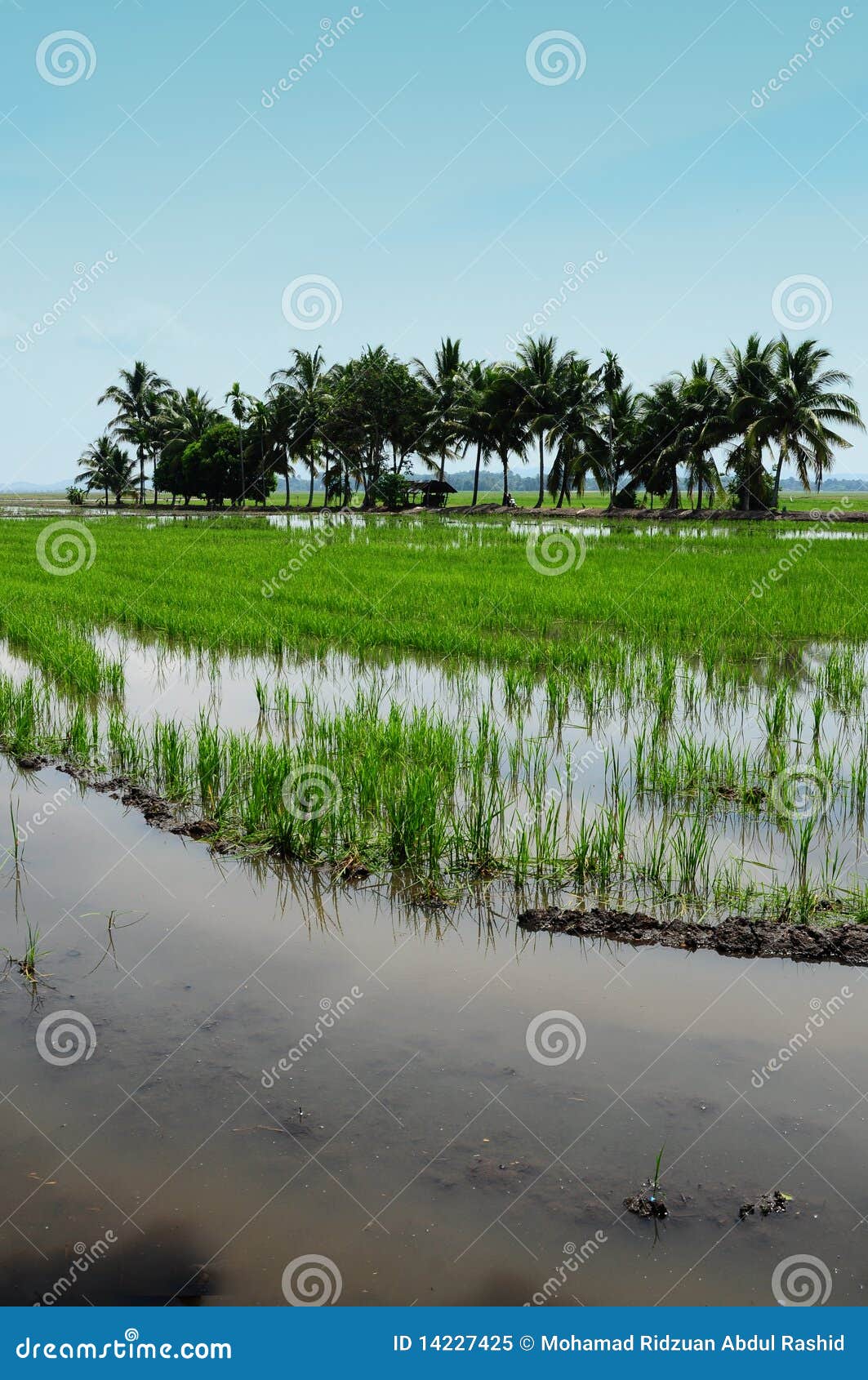 Padi Field stock image. Image of field, landscape, plant - 14227425