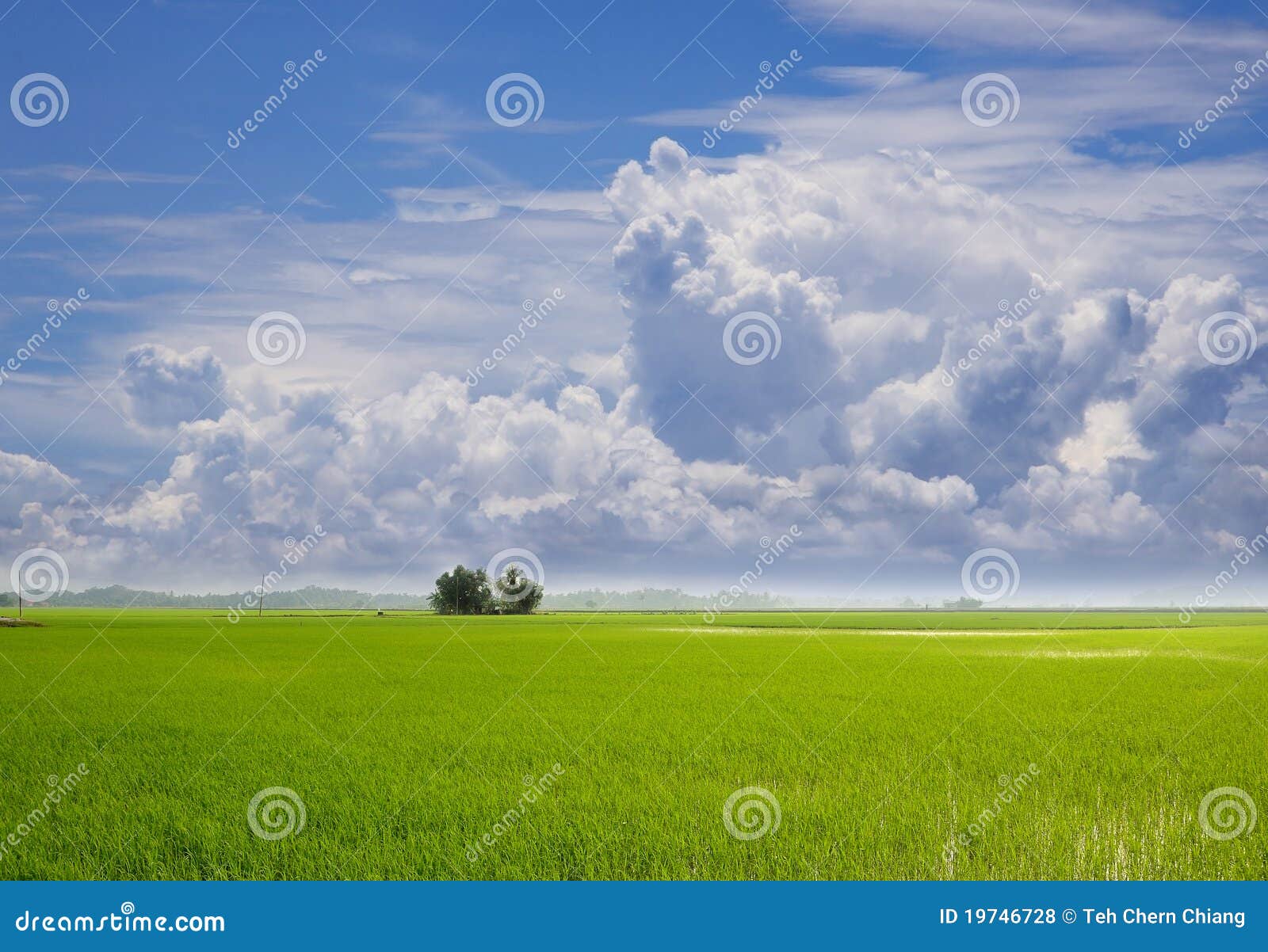 Padi field stock photo. Image of cloud, nature, ecology - 19746728